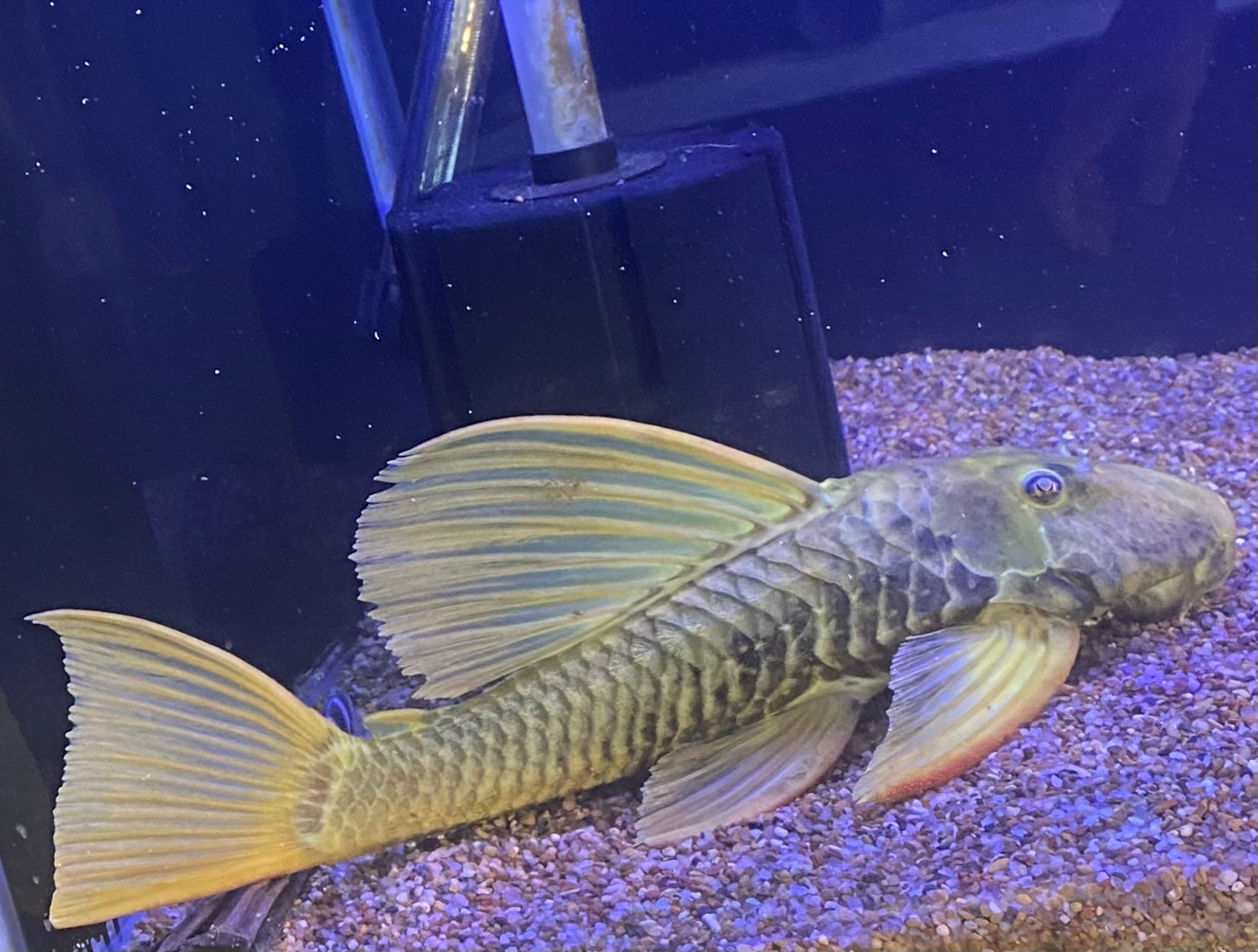 Plecos – undergroundaquaticz