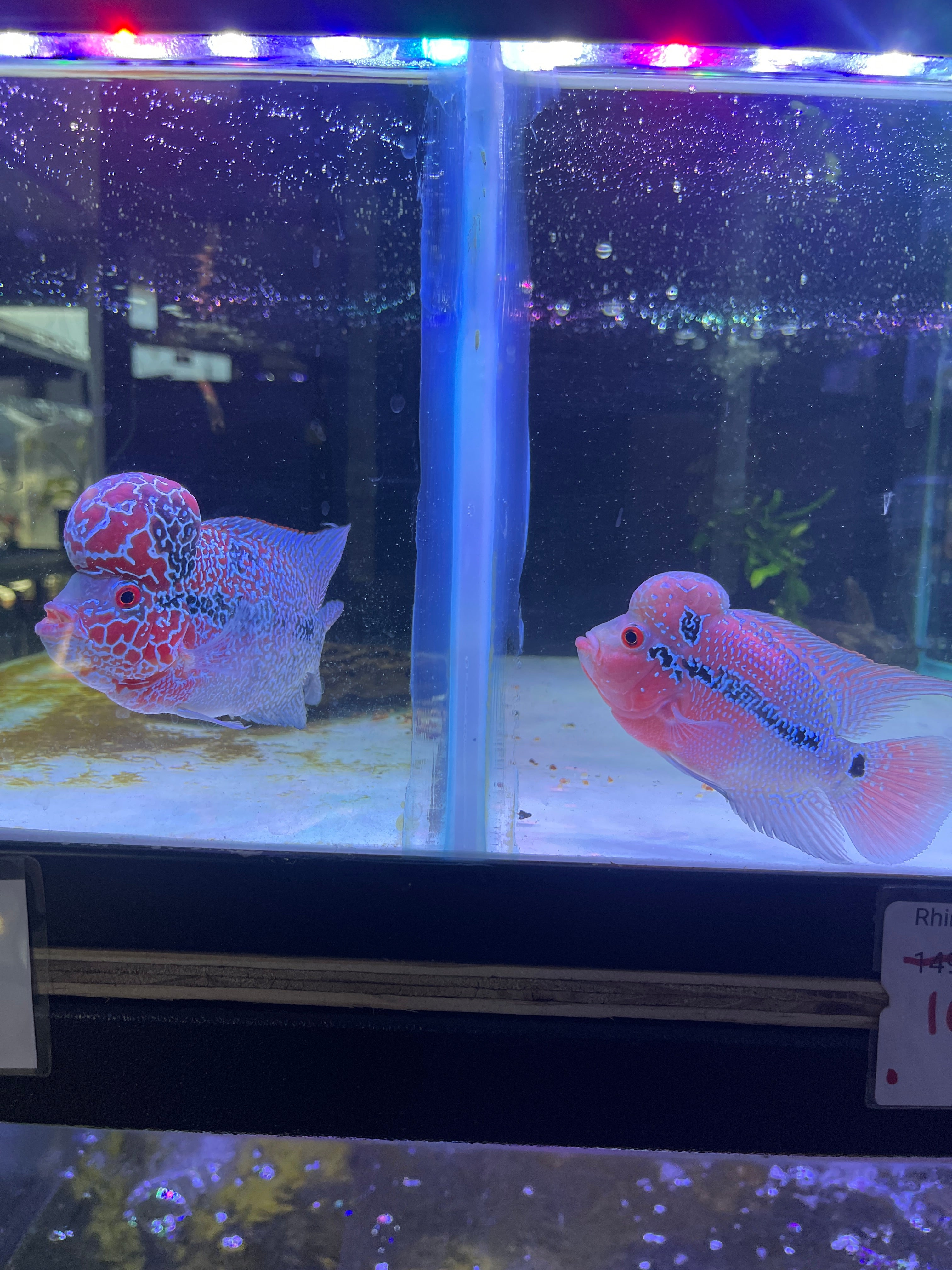 Flowerhorn/Parrot/ Datnoids and Perch – undergroundaquaticz