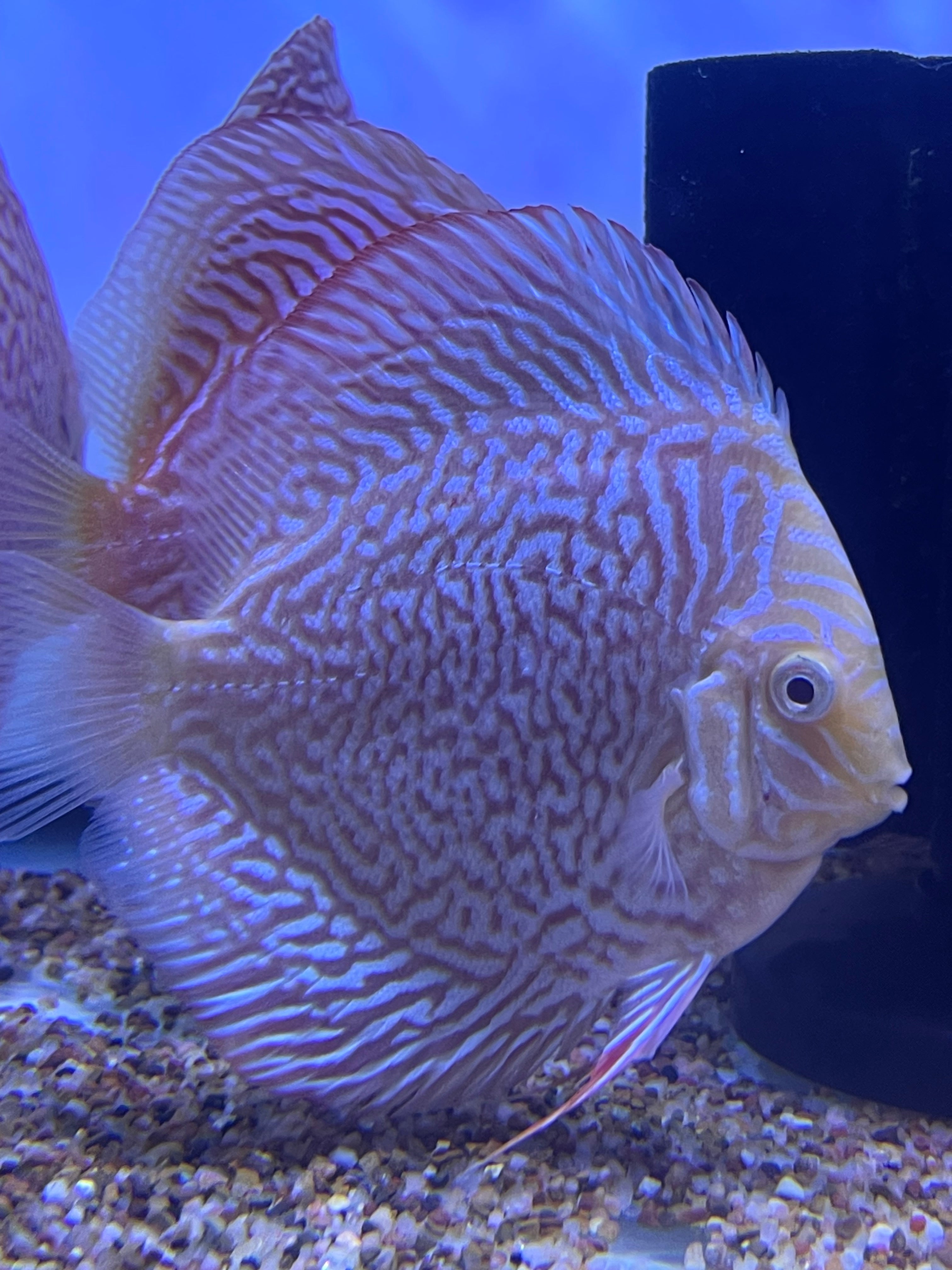 Discus/Angelfish – undergroundaquaticz