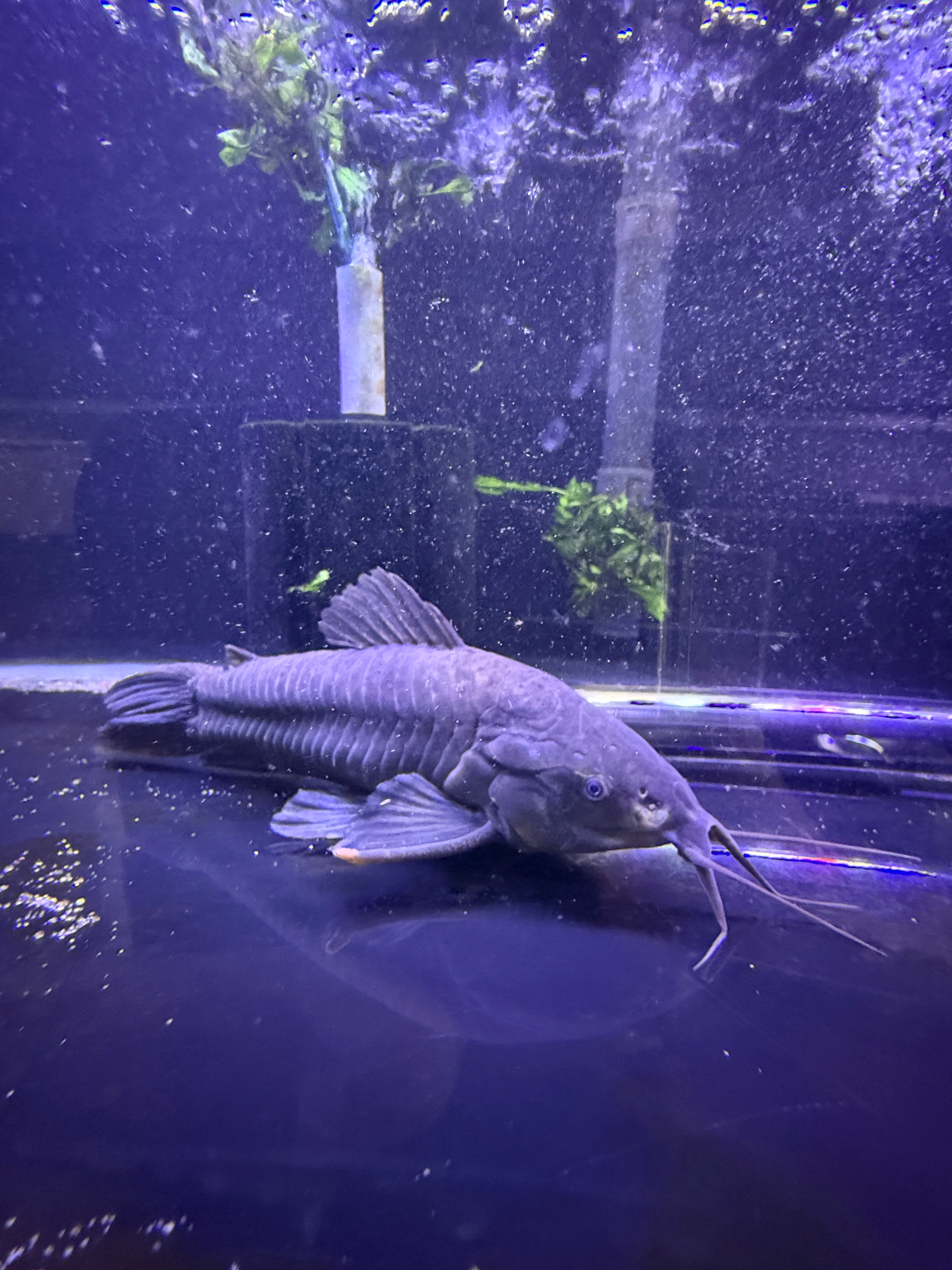 Jumbo Hoplo Catfish (Hoplosternum Littorale) – undergroundaquaticz
