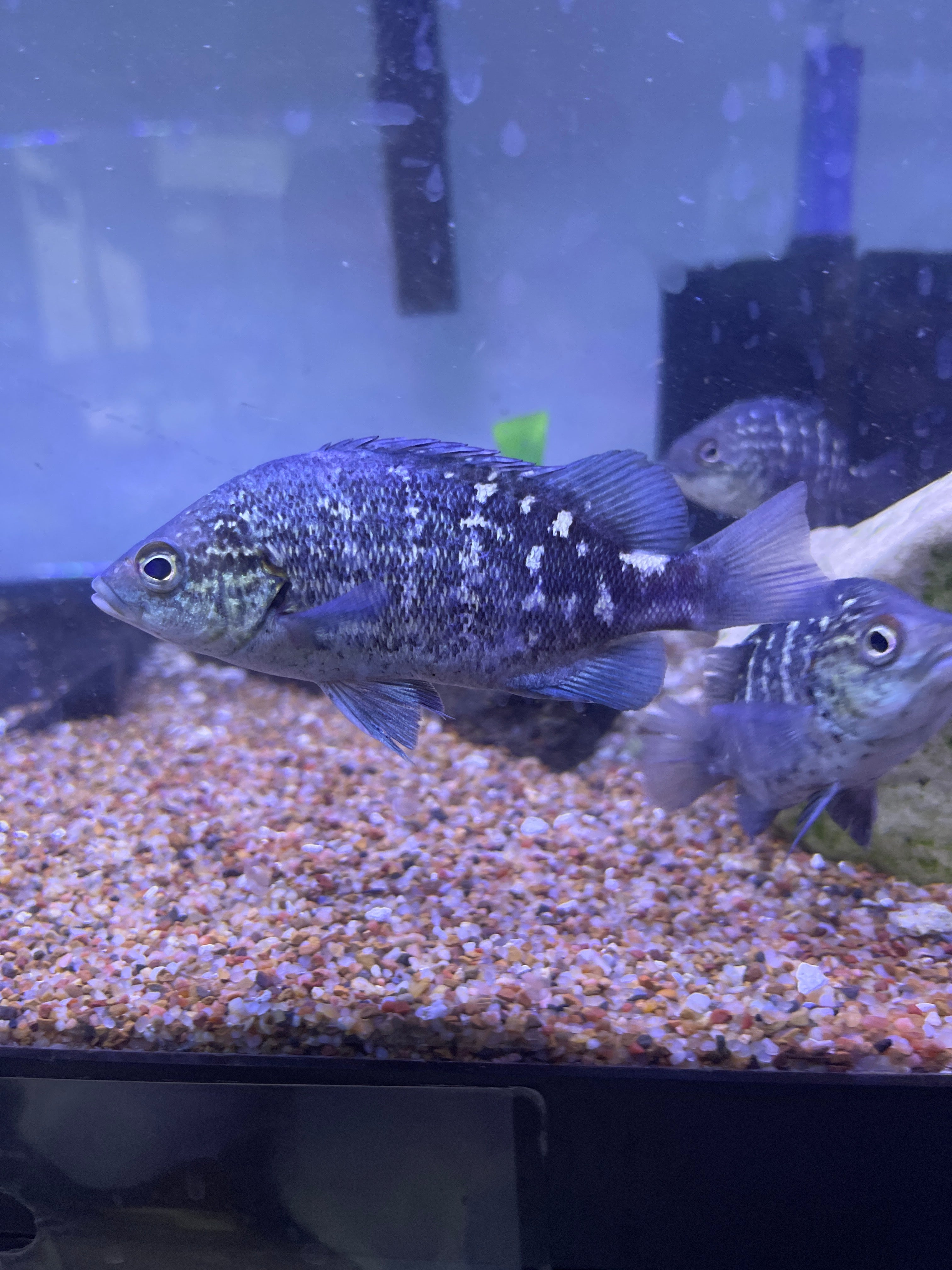 Flowerhorn/Parrot/ Datnoids and Perch – undergroundaquaticz