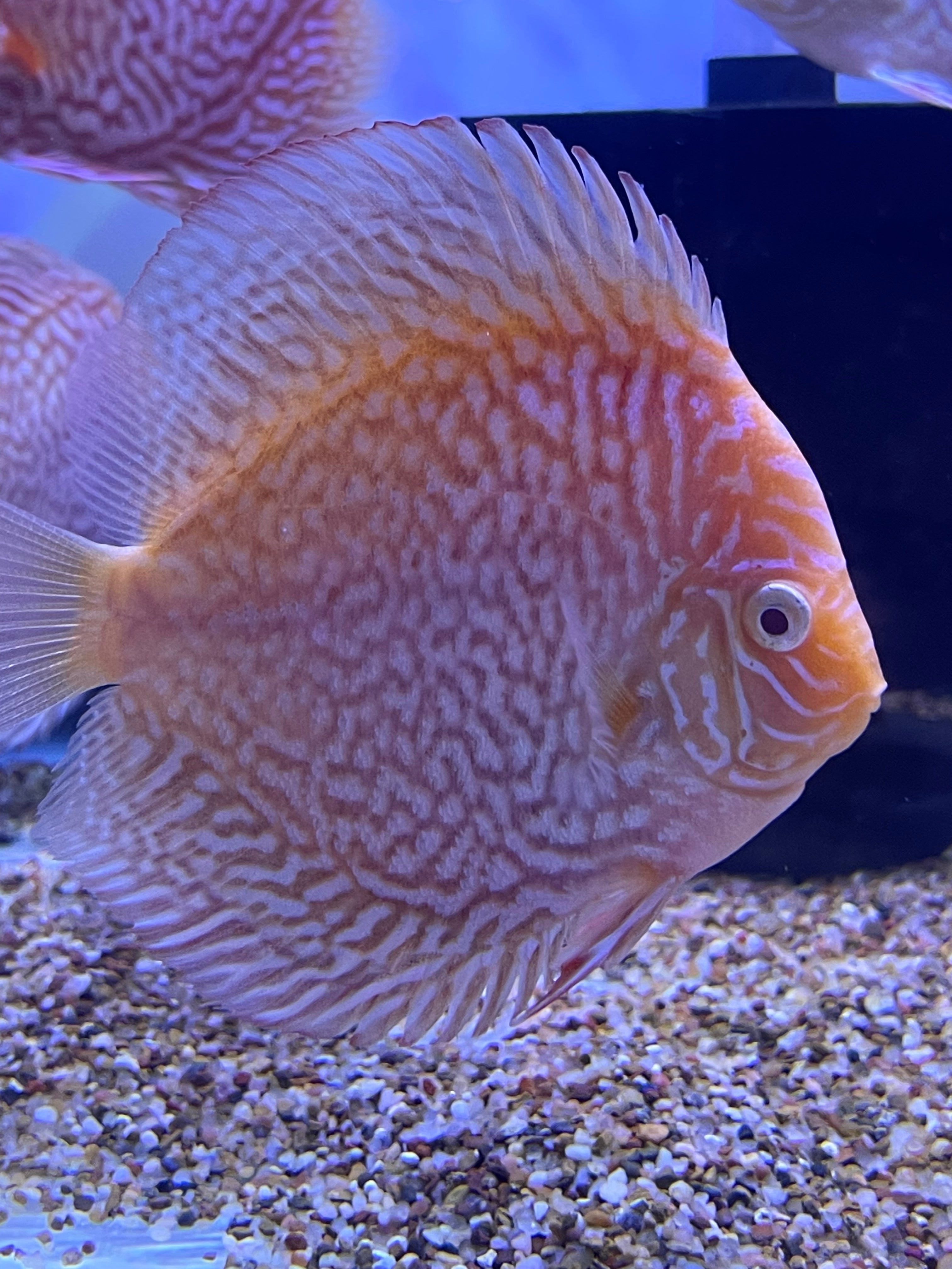 Discus/Angelfish – undergroundaquaticz