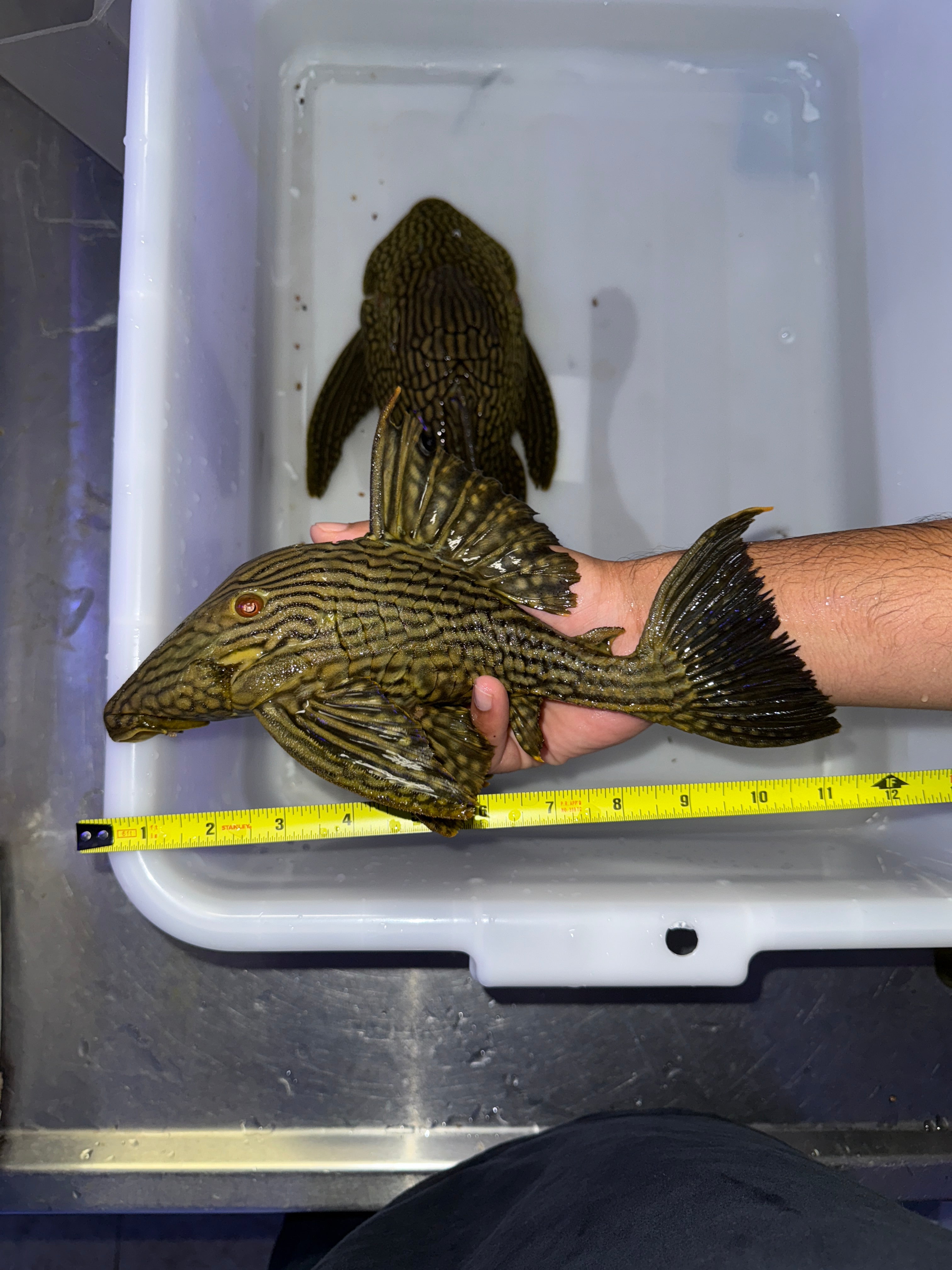 L330 Watermelon Pleco (Panaque Nigrolineatus Laurafabianae) Royal Plec ...