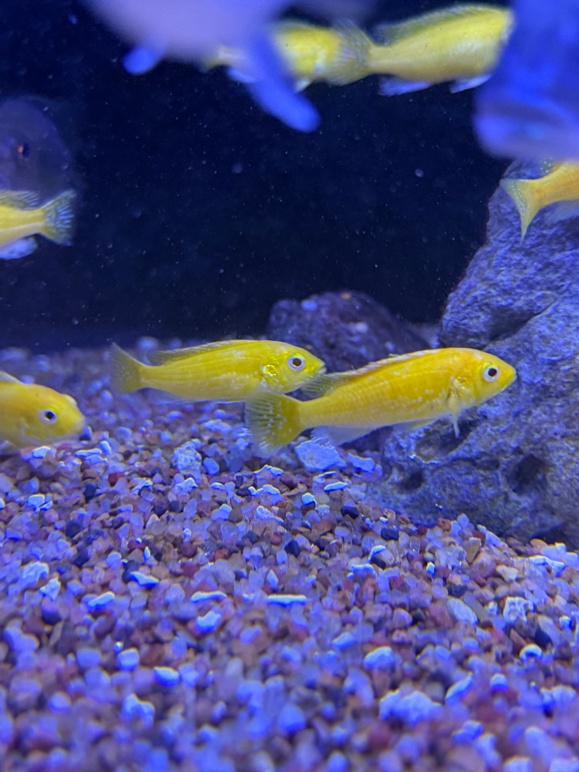 Albino Yellow Lab / Albino Electric Yellow Cichlid (LABIDOCHROMIS CAER ...