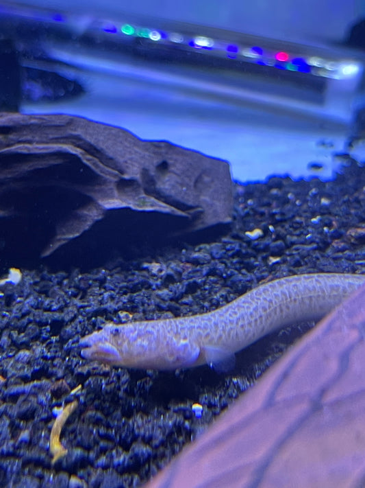 Products – Page 8 – undergroundaquaticz