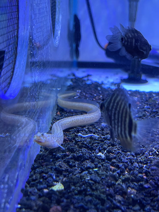 Products – Page 8 – undergroundaquaticz