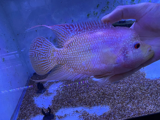 Flowerhorn/Parrot/ Datnoids and Perch – undergroundaquaticz
