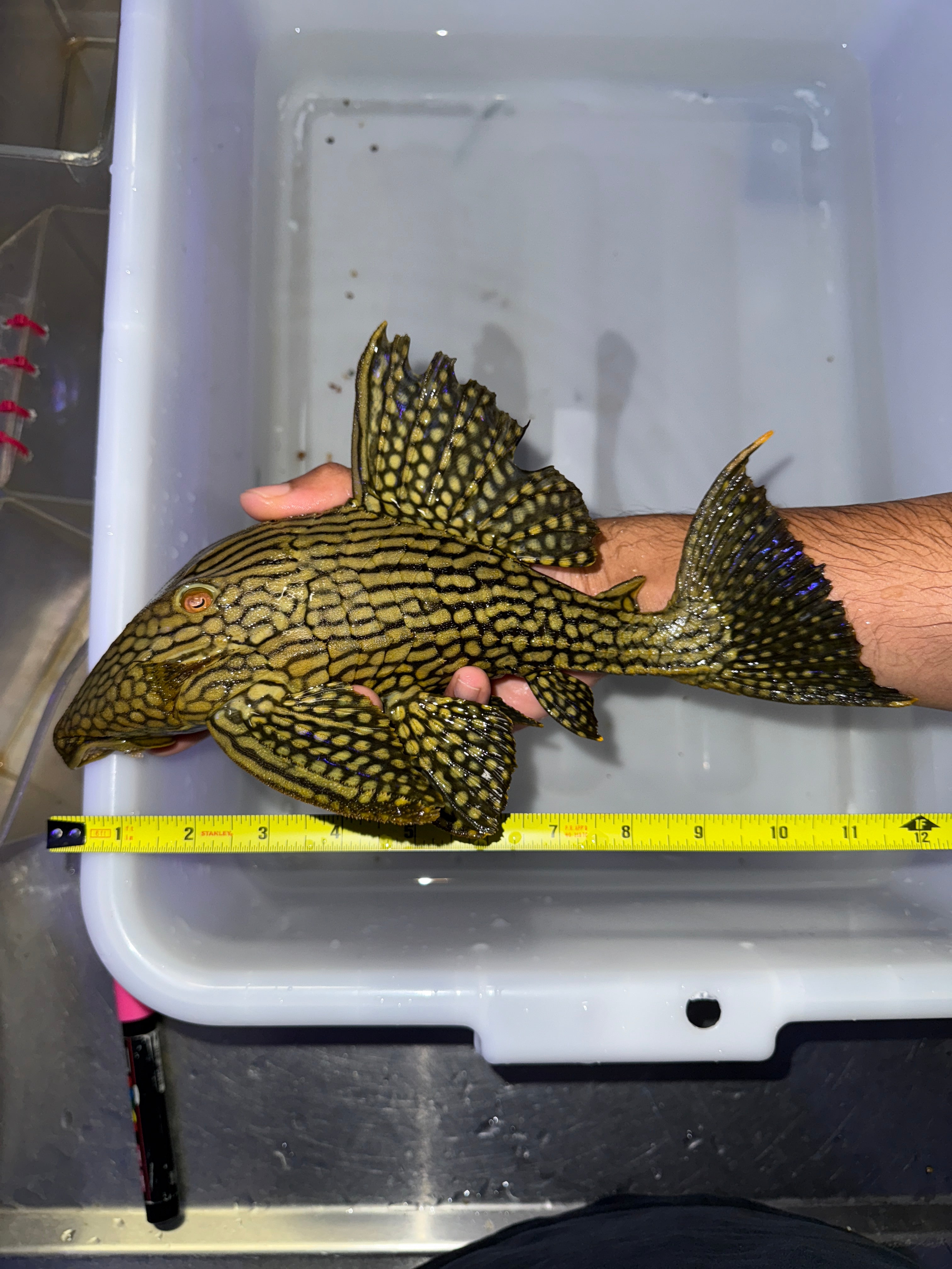 L330 Watermelon Pleco (Panaque Nigrolineatus Laurafabianae) Royal Plec ...