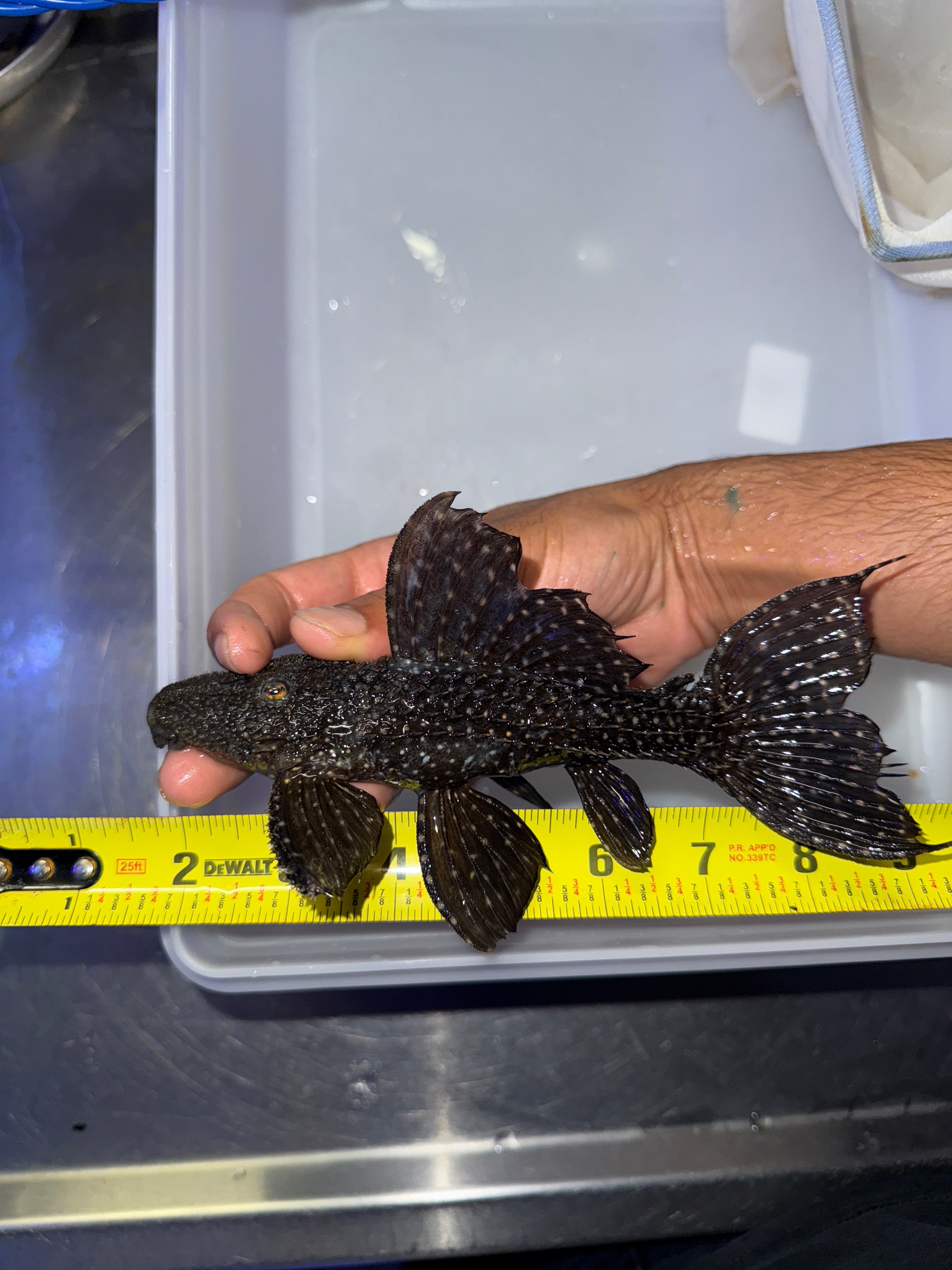 L097 Polka Dot Cactus Pleco (Pseudacanthicus sp. L097 ...