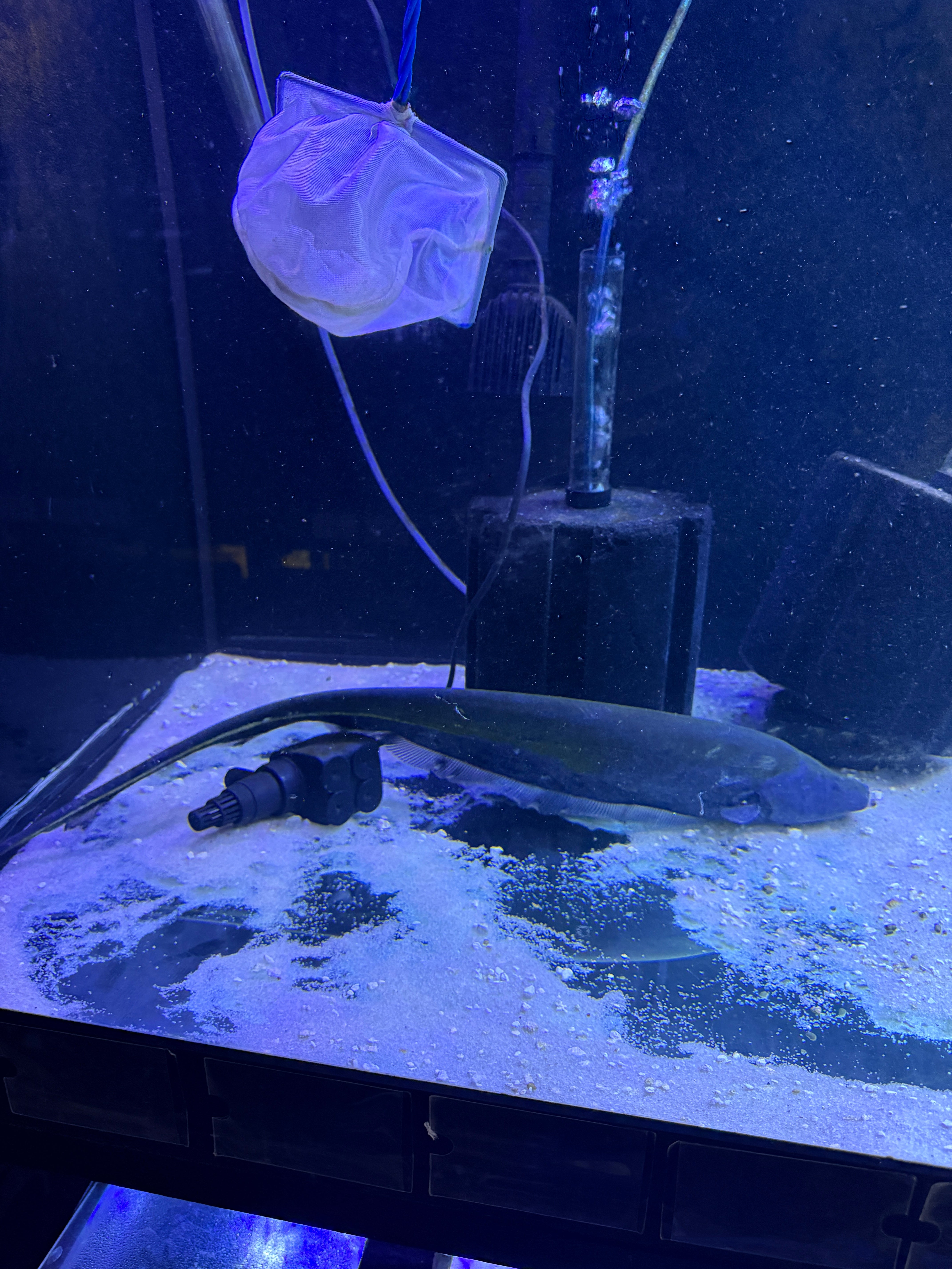 One of a Kind ! Gold line Knifefish (Sternopygus macrurus ...