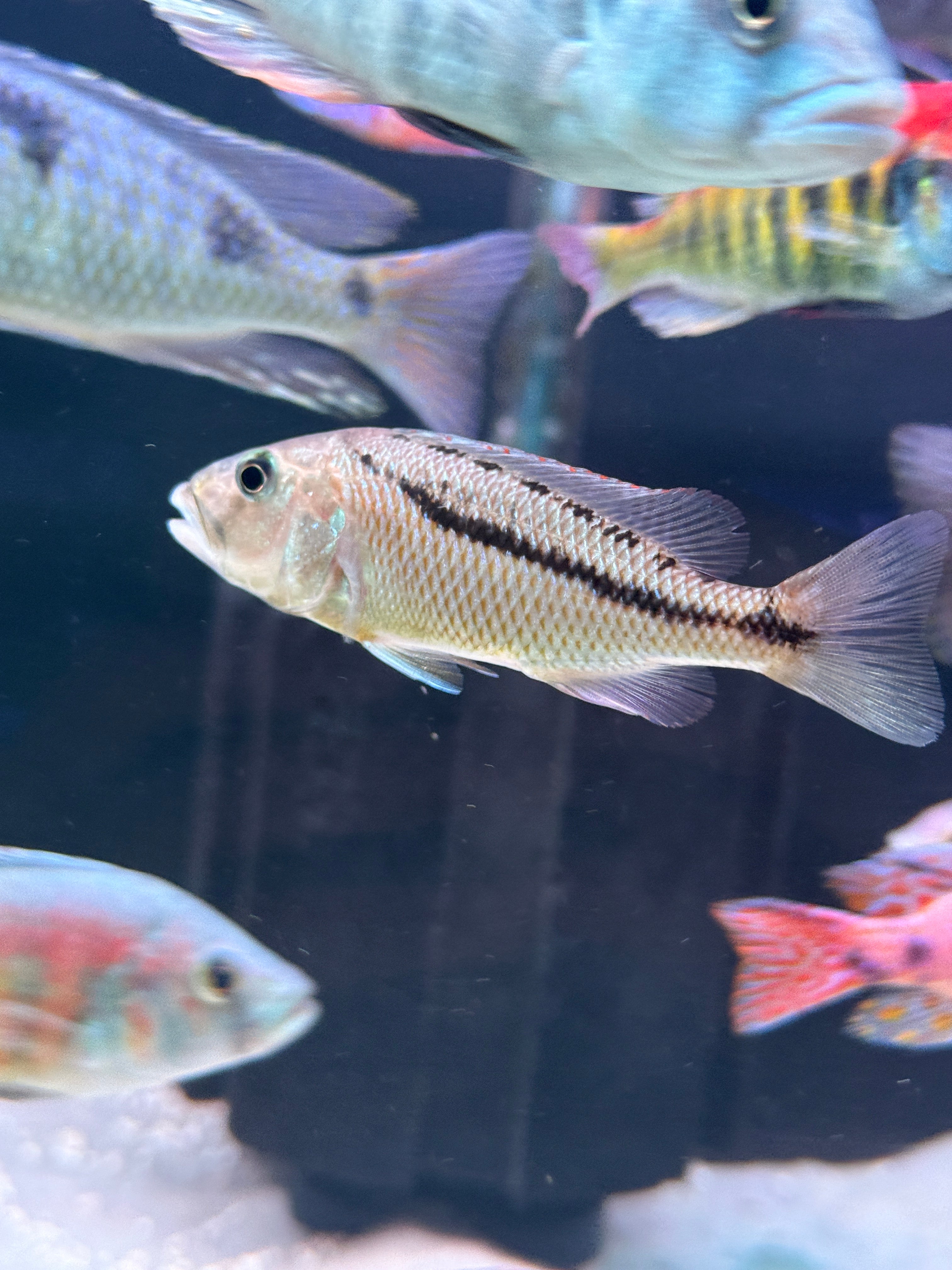 Aristochromis christyi Malawi Hawk – undergroundaquaticz