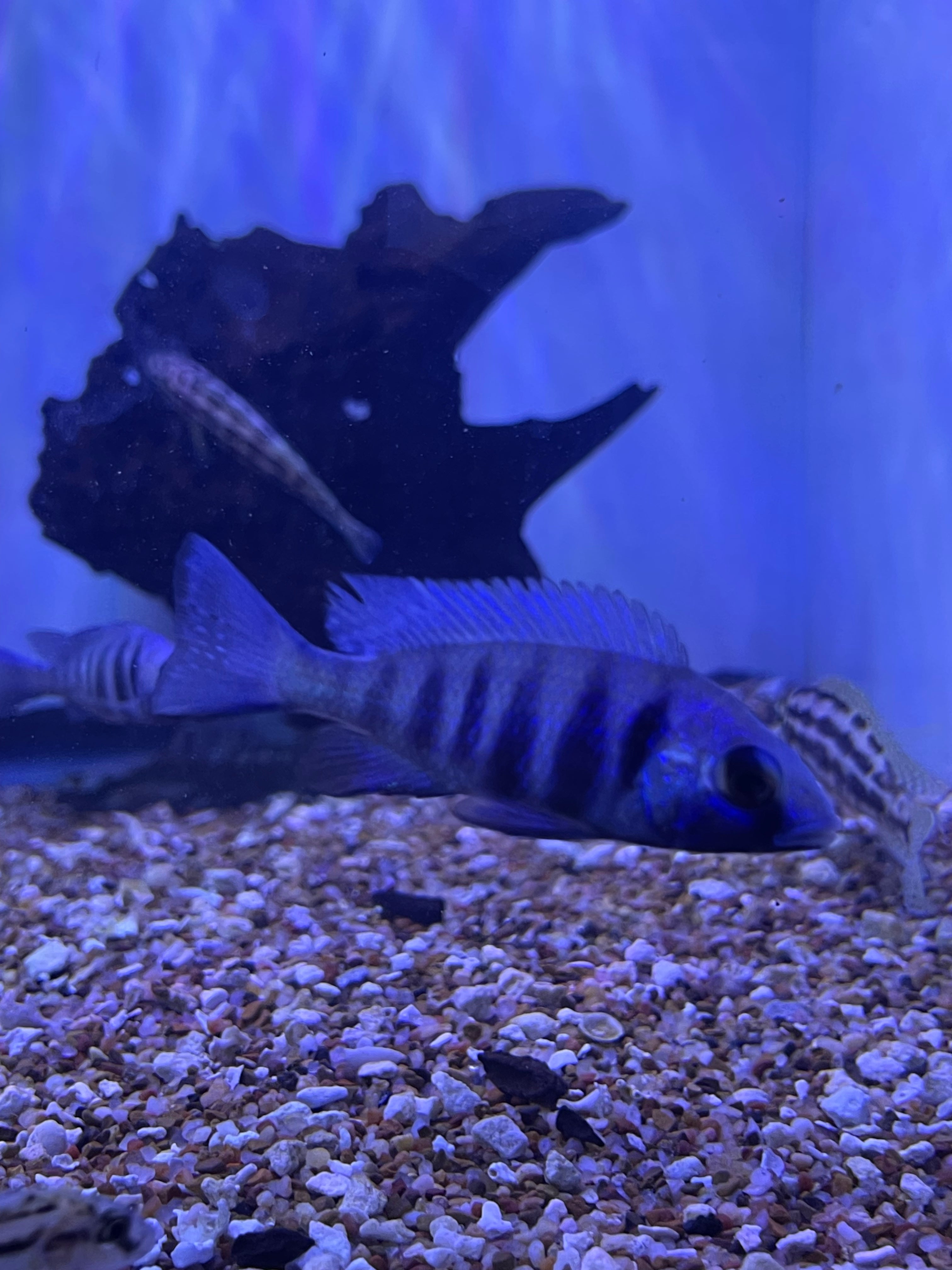 Hap Star Sapphire (Pheno) – undergroundaquaticz