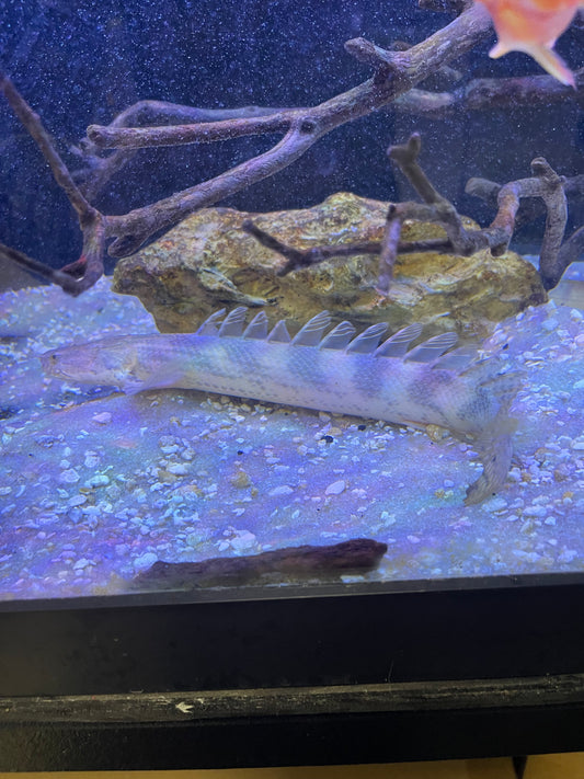 Polypterus – undergroundaquaticz