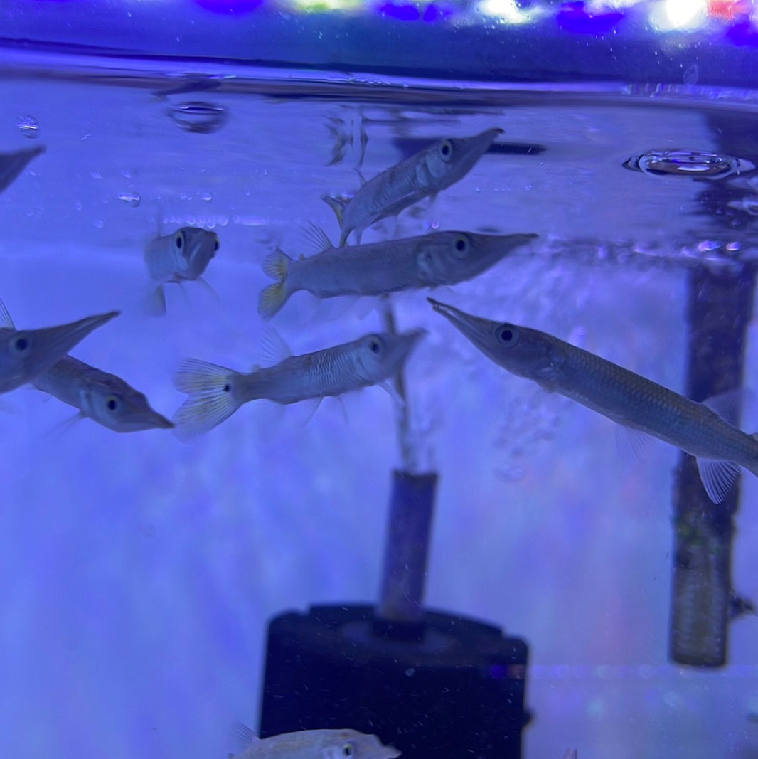 Arowana/Gar/Pike – undergroundaquaticz