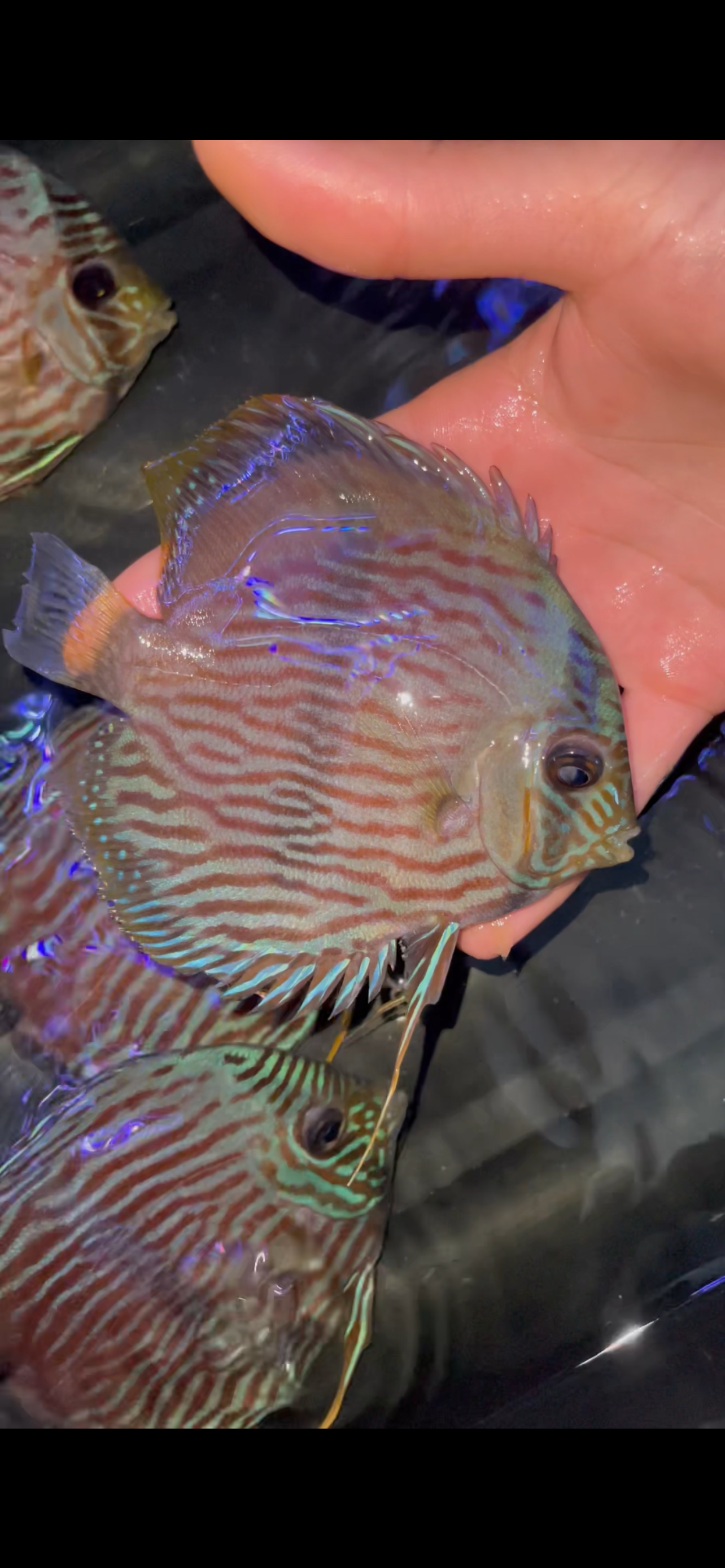 Discus & Angelfish for Sale | Rare & Wild-Caught | Underground Aquaticz ...