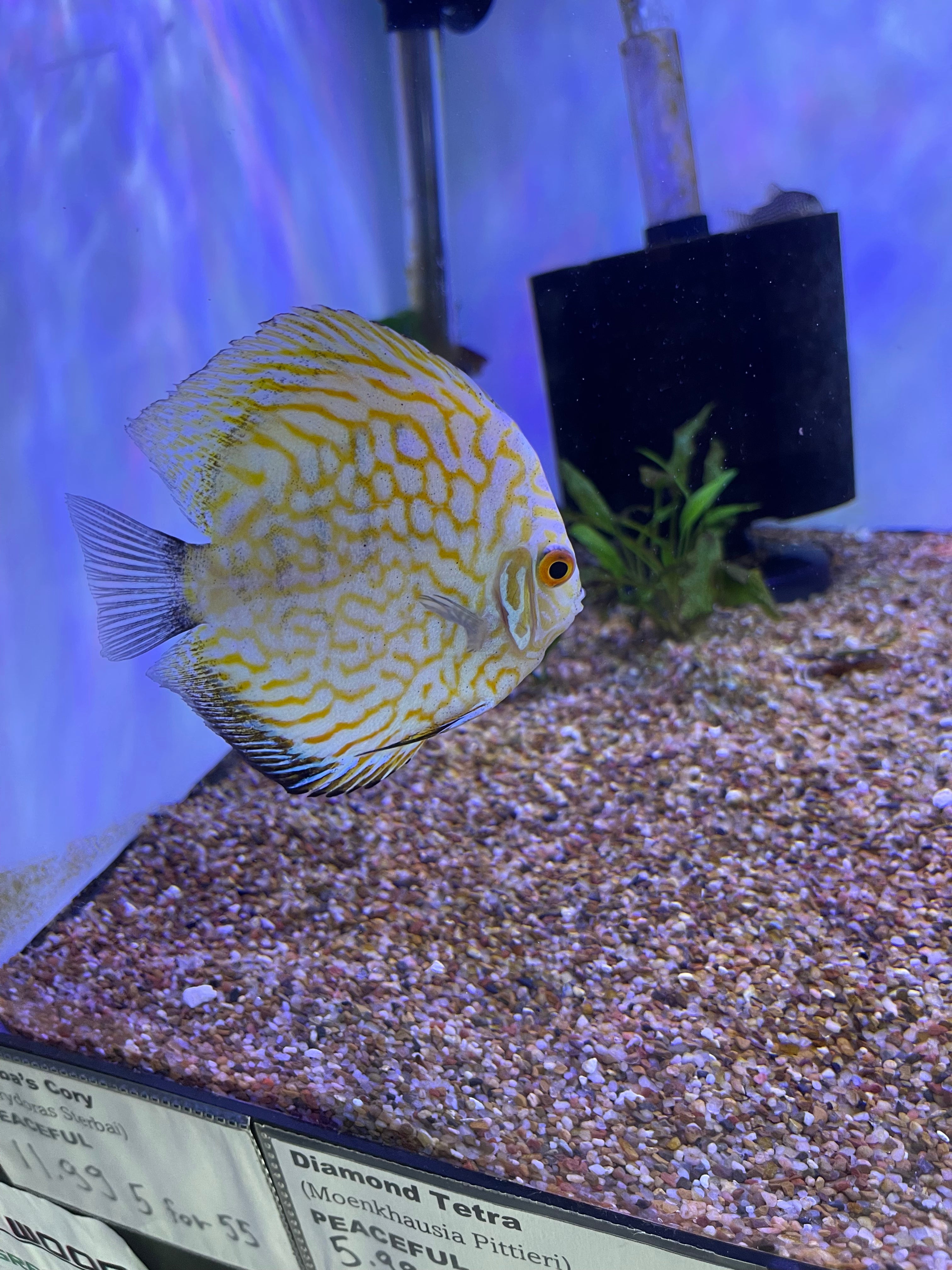 Yellow Pigeon Discus – undergroundaquaticz
