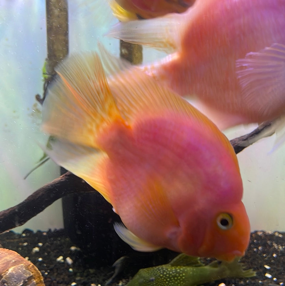 Flowerhorn/Parrot/ Datnoids and Perch – undergroundaquaticz