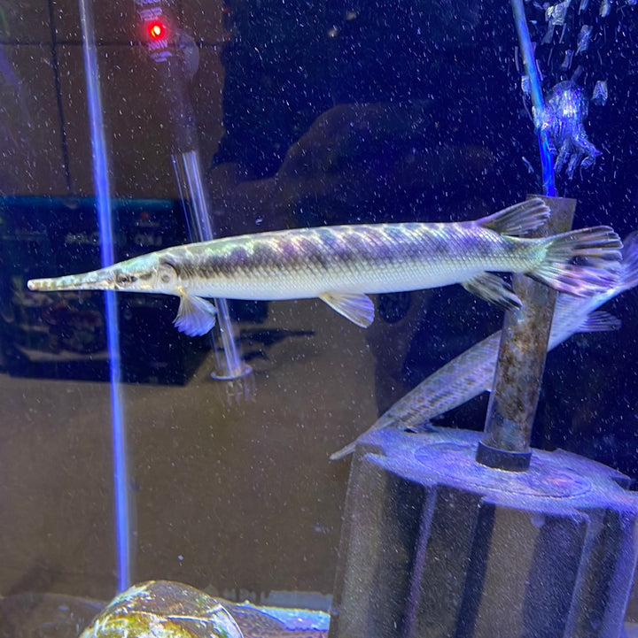 Fish – undergroundaquaticz