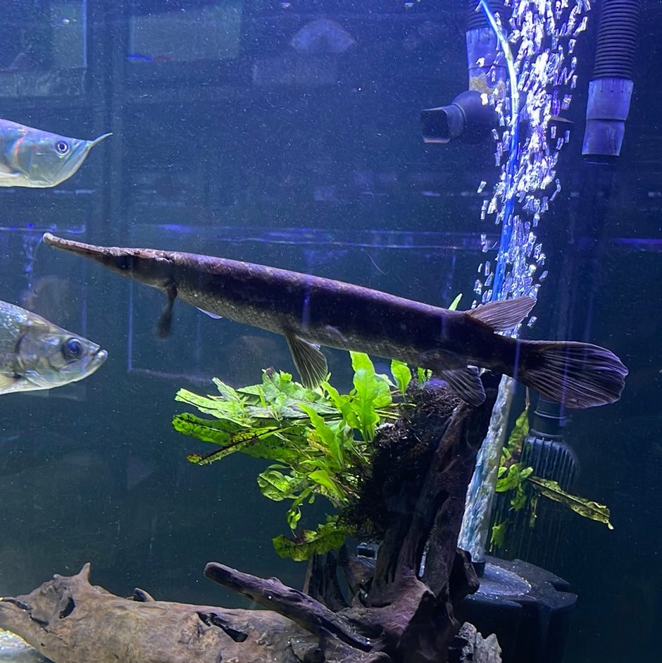 Fish – undergroundaquaticz