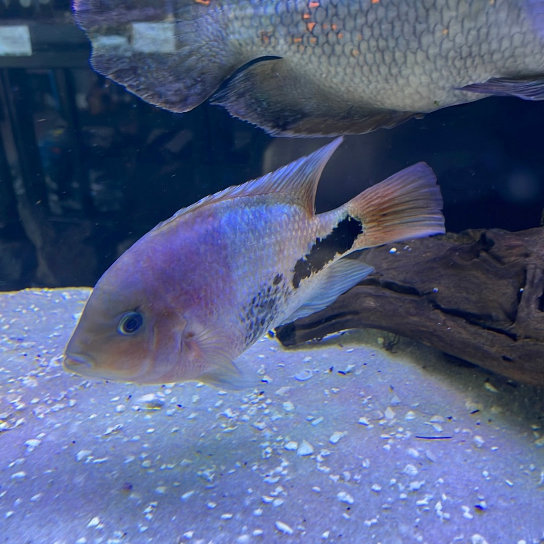 Central and South American Cichlids – undergroundaquaticz