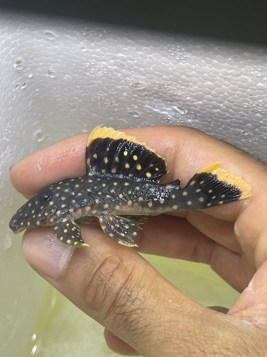 Plecos – undergroundaquaticz