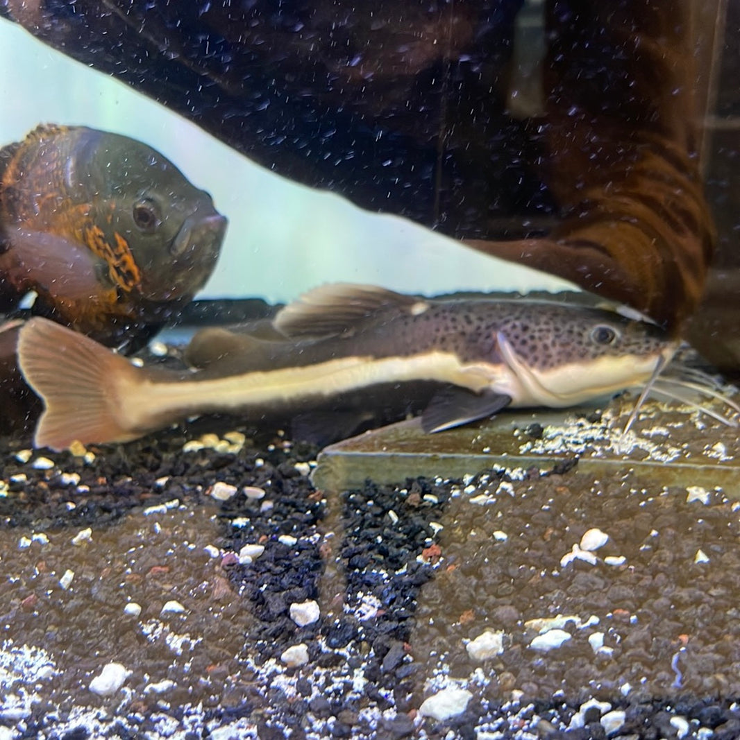 Catfish – undergroundaquaticz