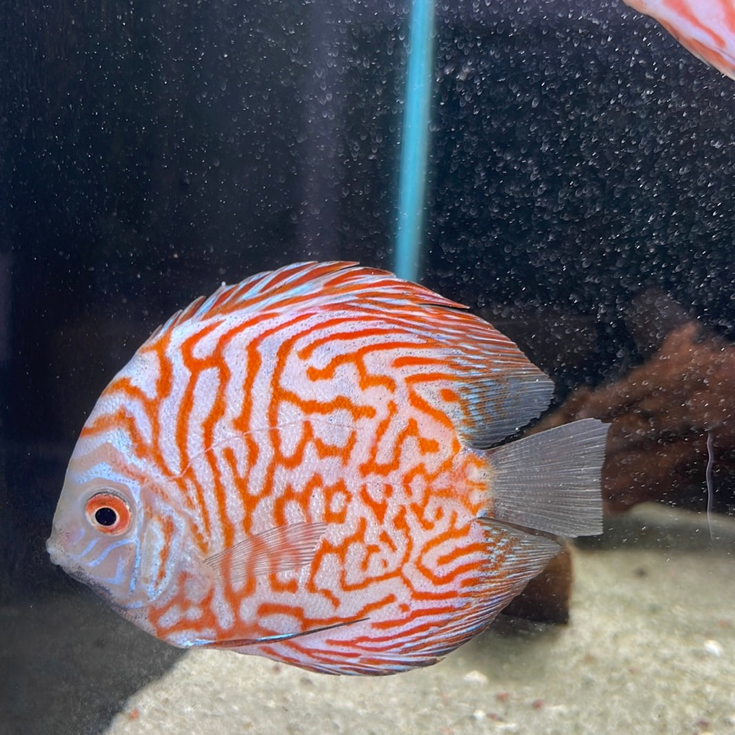 Discus/Angelfish – undergroundaquaticz