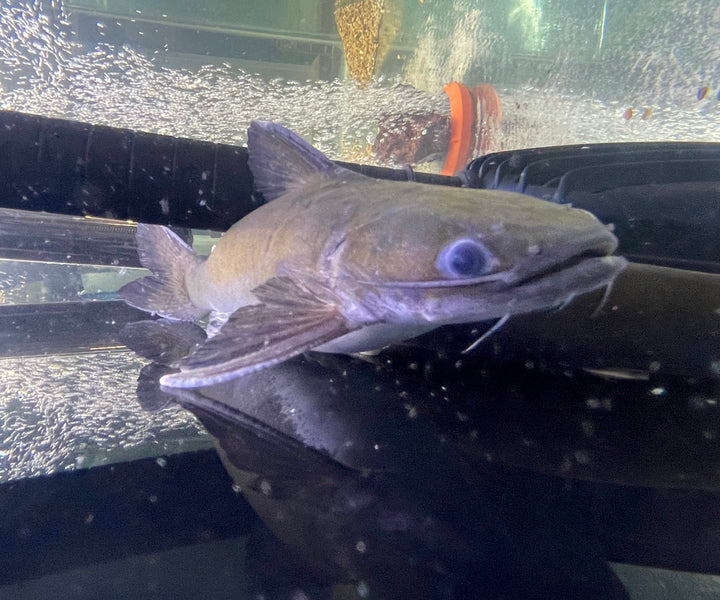 Catfish – undergroundaquaticz