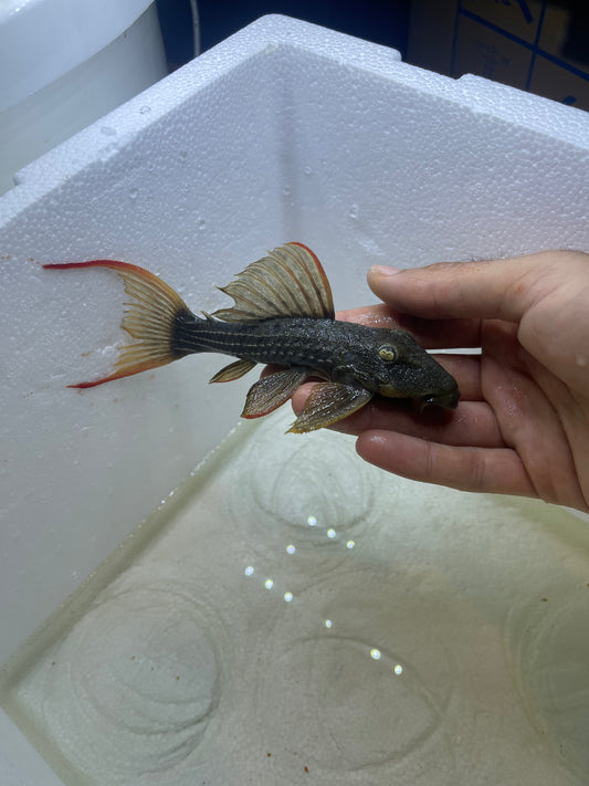 Plecos – undergroundaquaticz